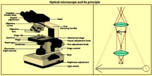 Optical Microscopy – IspatGuru